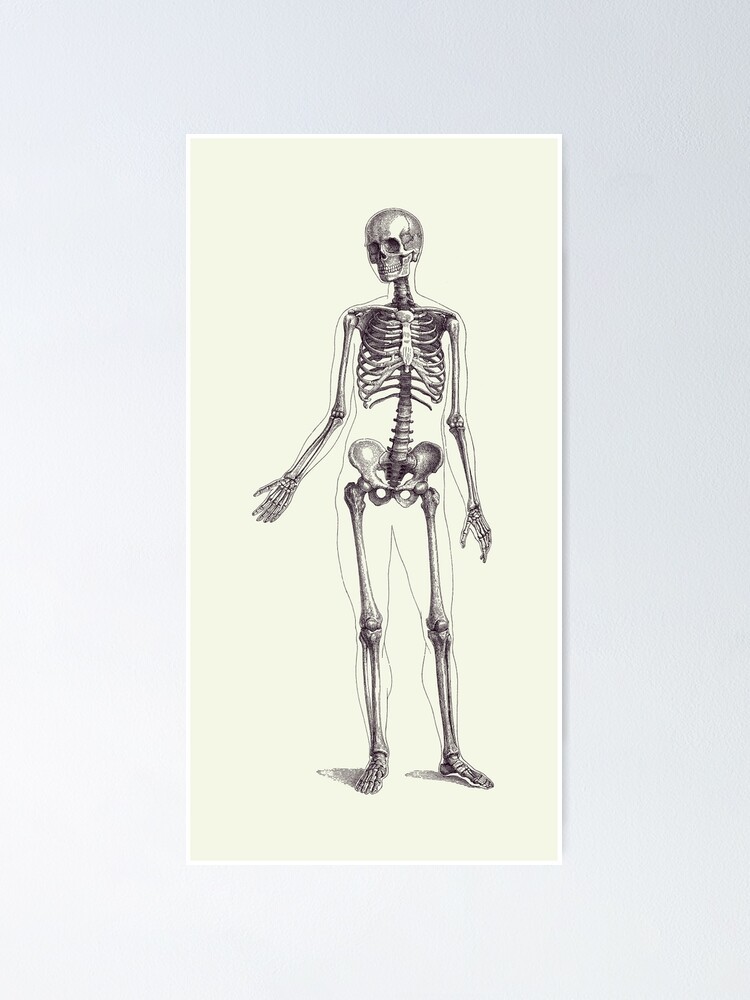 "Full Body Skeleton - Vintage Anatomy Poster 2" Poster by VAposters ...