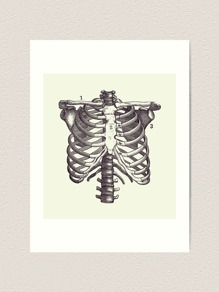 "Shoulder and Rib Cage Diagram - Vintage Anatomy Poster 2" Art Print by ...