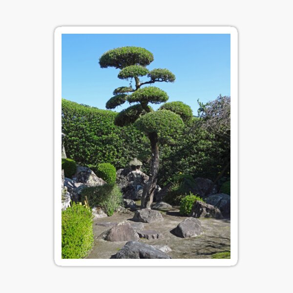"Tree in a samurai garden in Japan" Sticker by cuisinecat2 | Redbubble