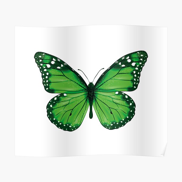 "Beautiful green butterfly" Poster by elnamadilaih | Redbubble