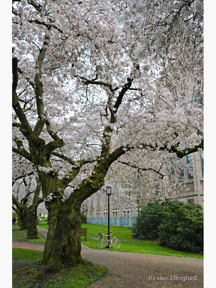 "Campus Cherry Blossoms" Sticker for Sale by kchase | Redbubble