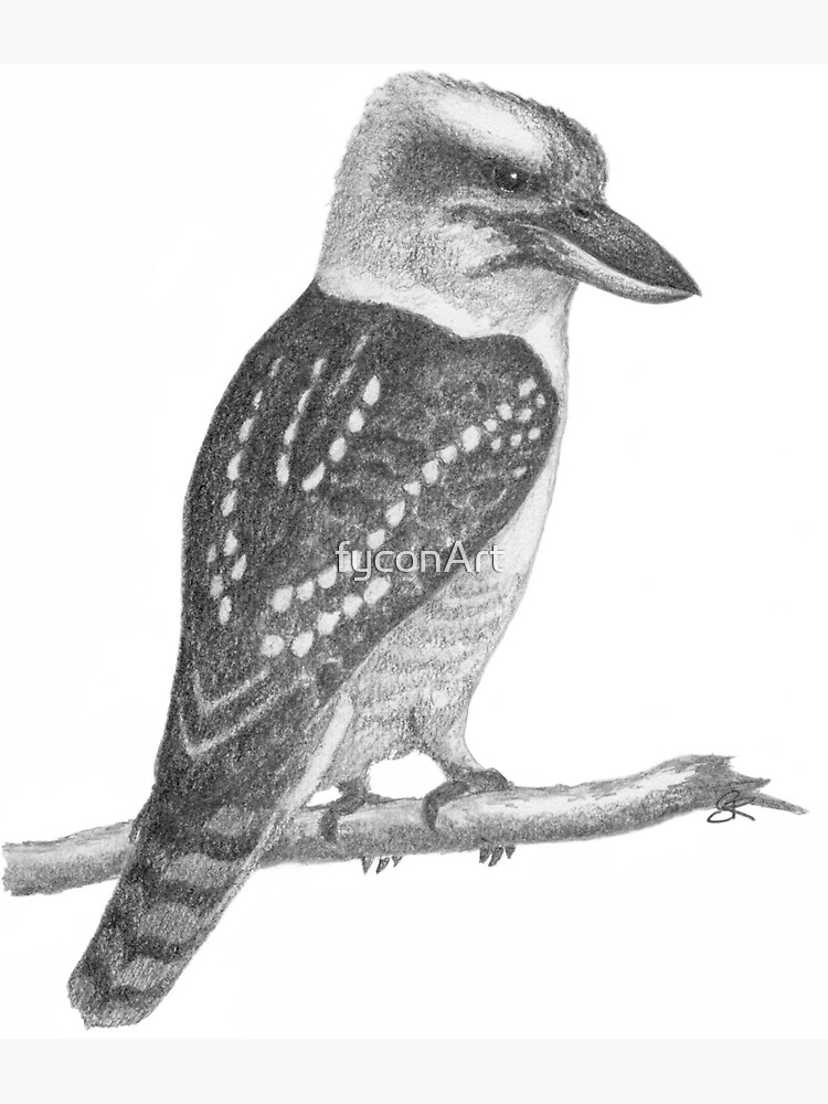 "Kookaburra , Original pencil drawing .." Sticker for Sale by fyconArt ...