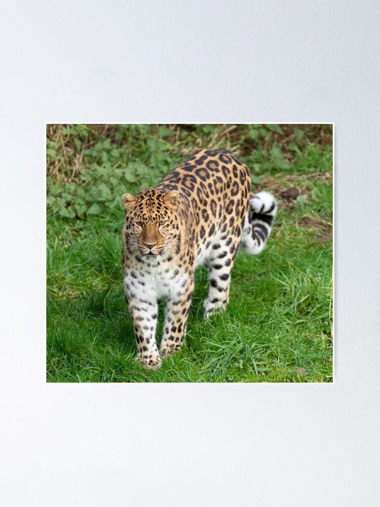 "Amur leopard" Poster for Sale by Itsgrimupnorth | Redbubble