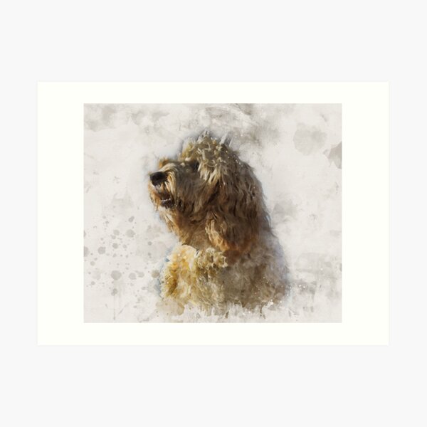 Cockapoo Art Prints | Redbubble