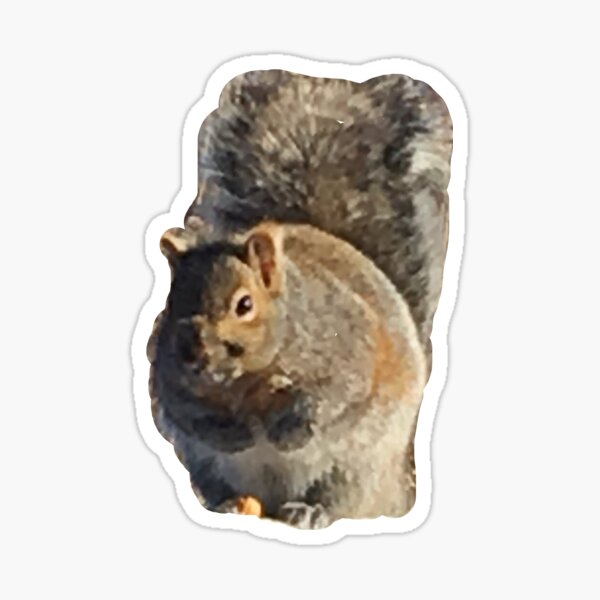 "Emotional Support Squirrel" Sticker by Goldmedaldesign | Redbubble