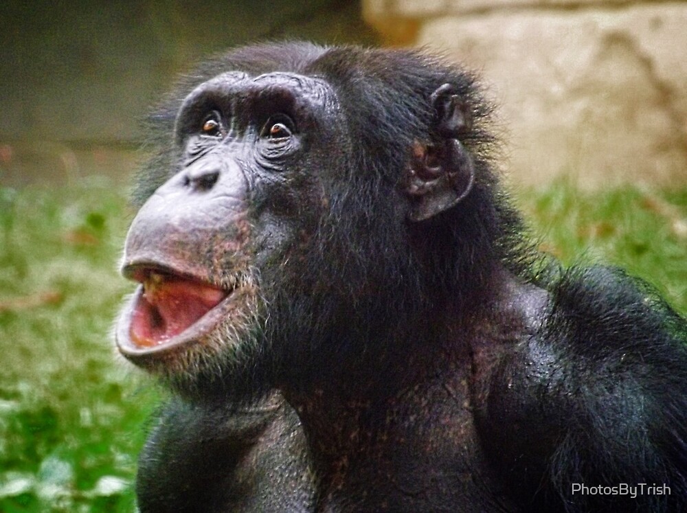 "Derpy Chimpanzee Looking Up with Mouth Open" by PhotosByTrish | Redbubble