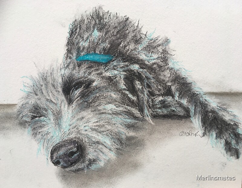"Sleeping scruffy Lurcher " by Merlinsmates | Redbubble