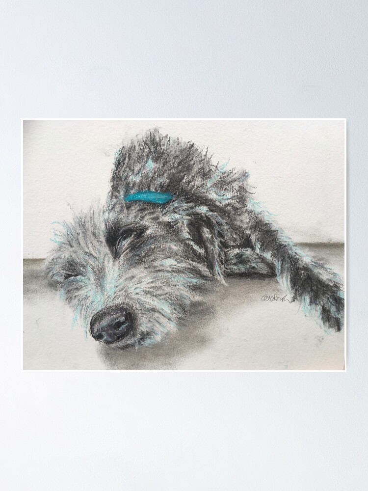 "Sleeping scruffy Lurcher " Poster for Sale by Merlinsmates | Redbubble
