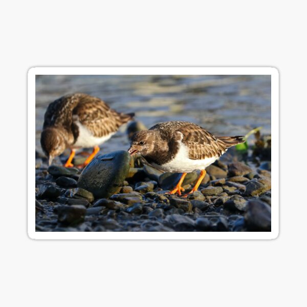 "Small but mighty" Sticker for Sale by GreyFeatherPhot | Redbubble