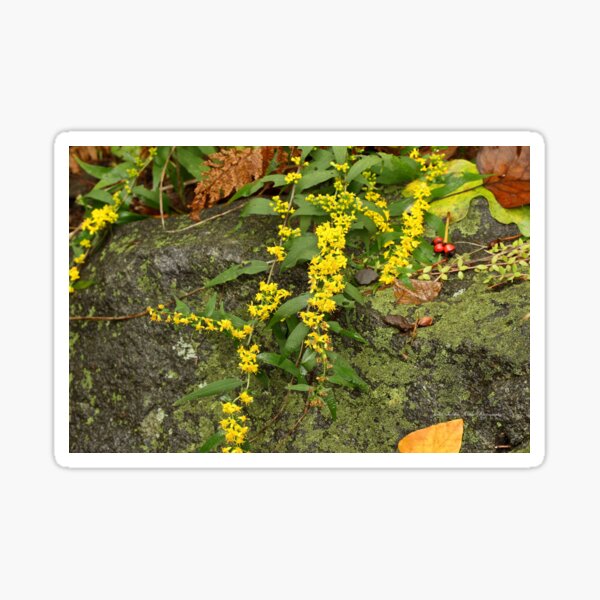 "Blue-Stemmed Goldenrod - Solidago caesia" Sticker for Sale by ...