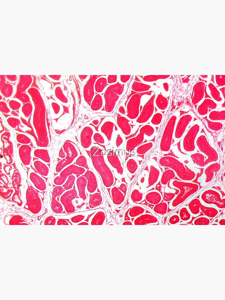 "Testicle Cells under the Microscope" Sticker for Sale by Zosimus ...