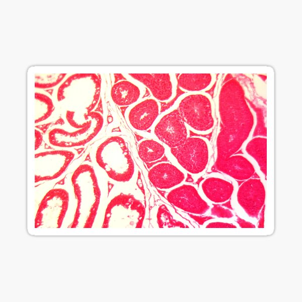 "Testicle Cells under the Microscope" Sticker for Sale by Zosimus ...