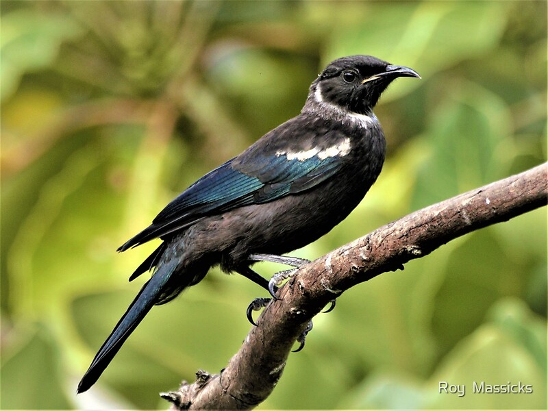 "YOUNG TUI - Standing proud." by Roy Massicks | Redbubble