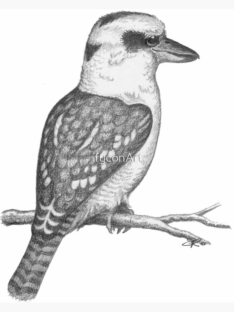 "Kookaburra , Original pencil drawing .." Metal Print for Sale by ...