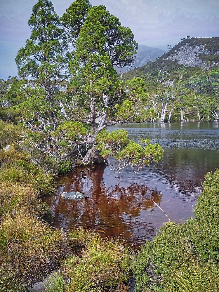 "Wombat Pool - Cradle Mountain National Park - Tasmania" by TonyCrehan ...