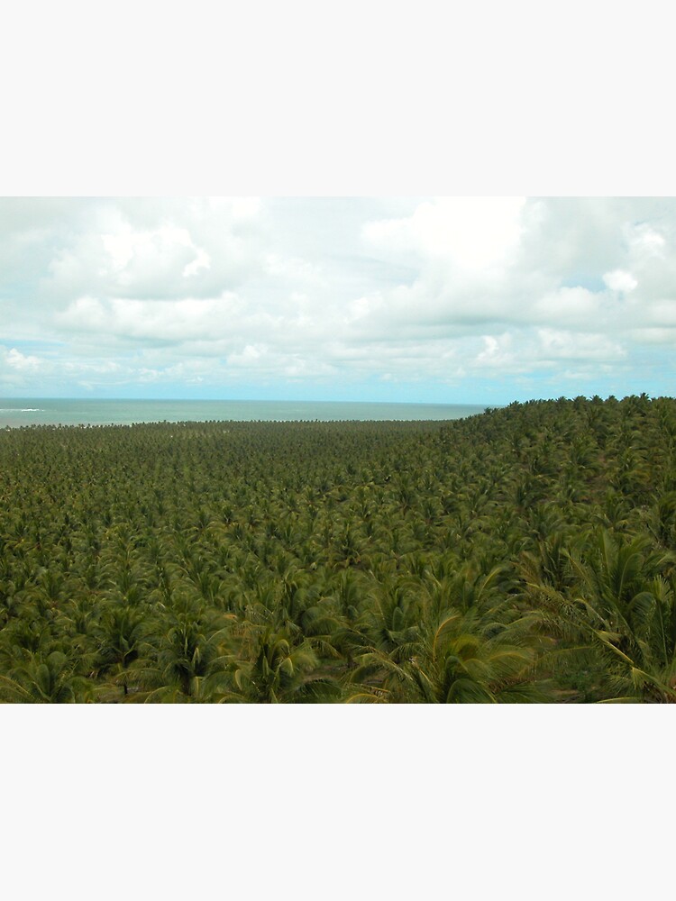 "Tropical Palm Tree Forest Landscape, Gunga, Brazil" Sticker by ...