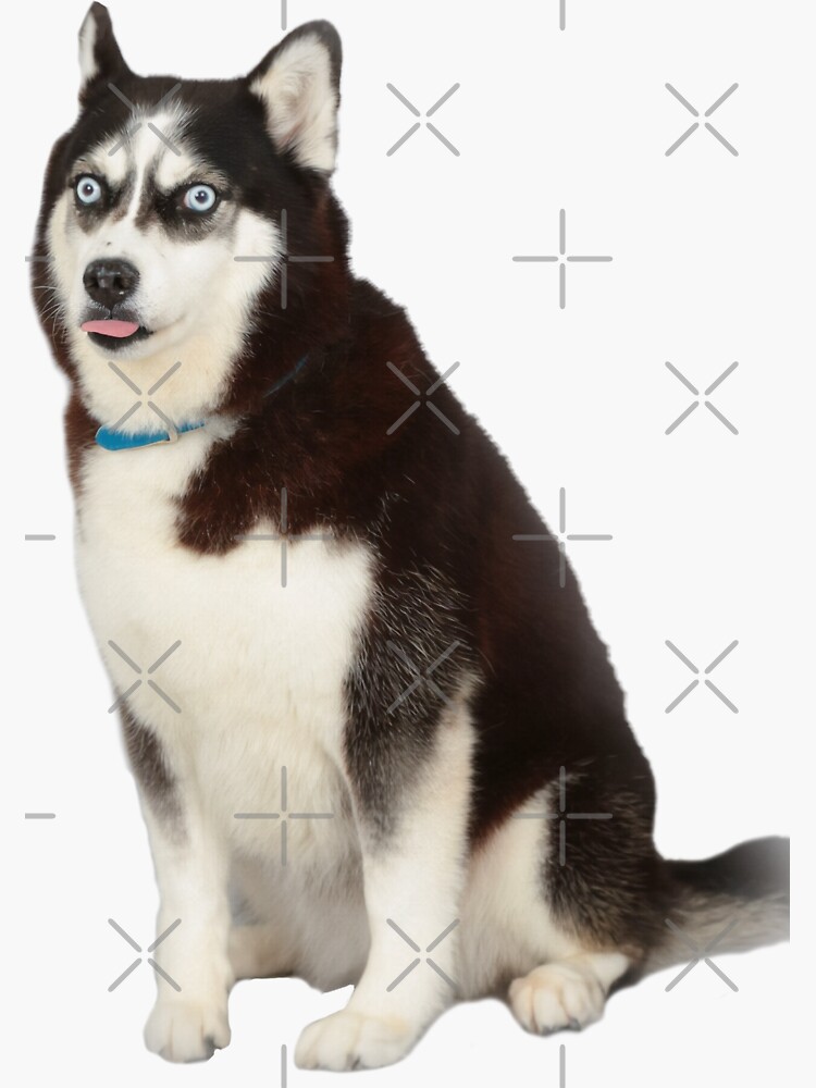 "Husky meme" Sticker for Sale by idkco | Redbubble