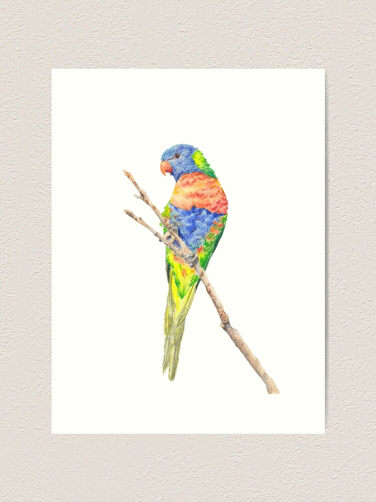 "Rainbow Lorikeet - watercolour of Australian parrot bird" Art Print ...