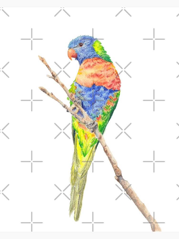 "Rainbow Lorikeet - watercolour of Australian parrot bird" Art Print ...