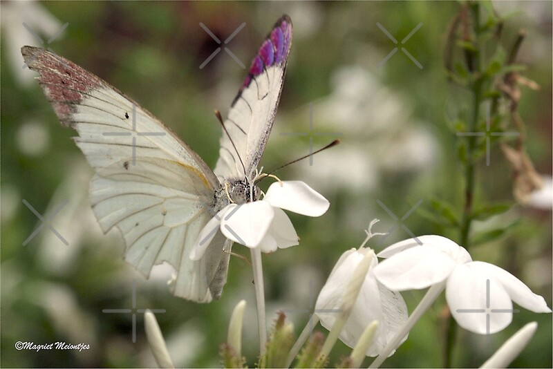 "Queen Purple Tip - Colotis regina" by Magriet Meintjes | Redbubble