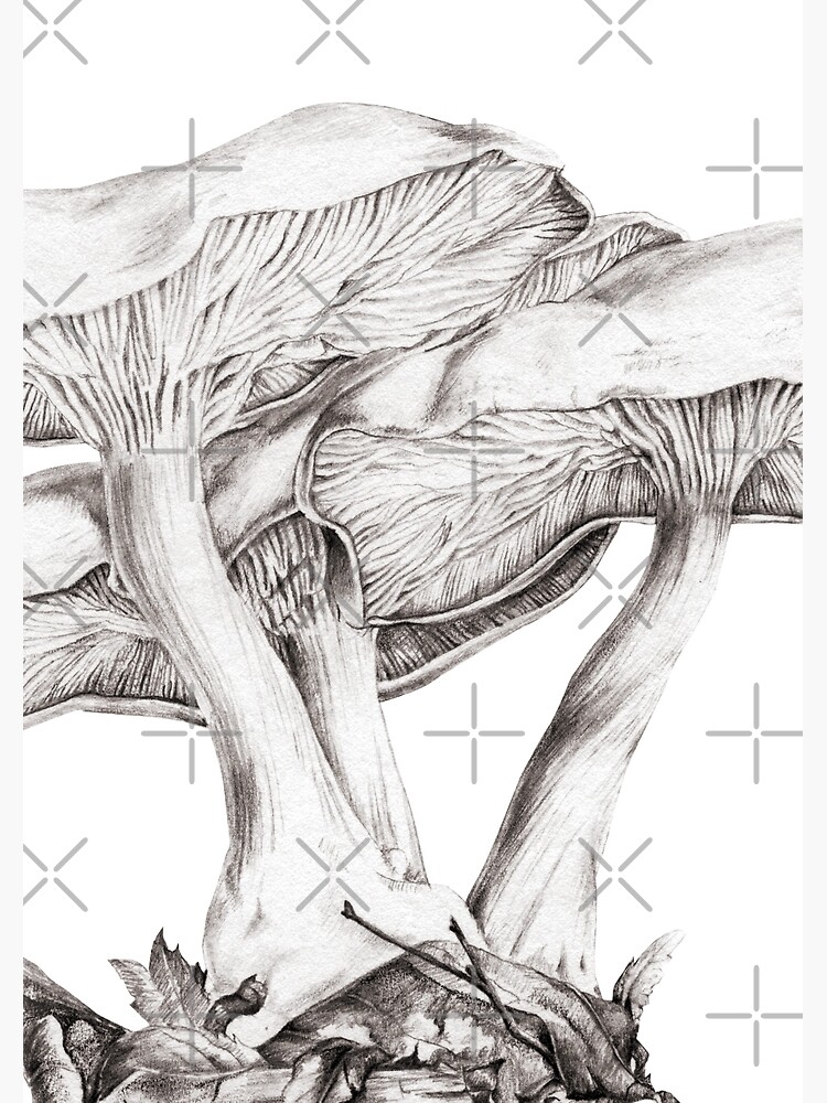 "Fungi mushroom study mono pencil drawing" Spiral Notebook by ...