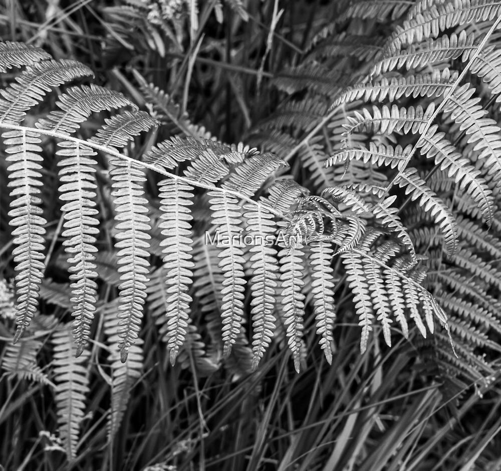 "Silver colored fern" by MarionsArt | Redbubble