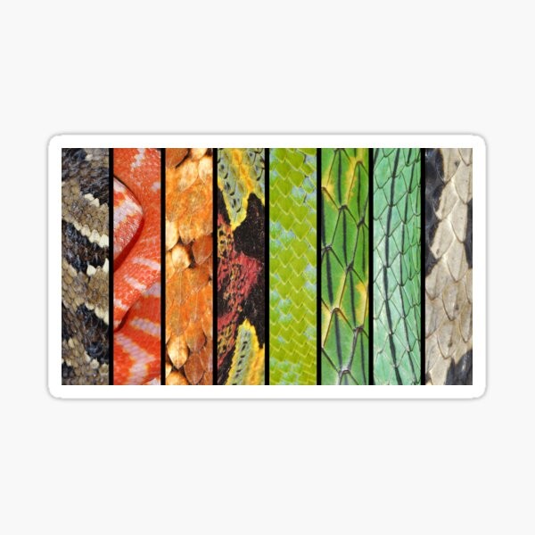 "Rainbow of Snakes" Sticker for Sale by ReptileAmphibia | Redbubble