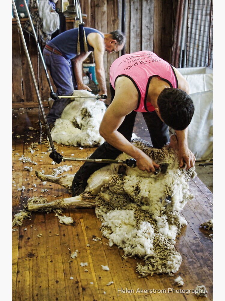 "CONTRAST OF SHEARING WORLDS" Poster for Sale by gypsyhelen | Redbubble
