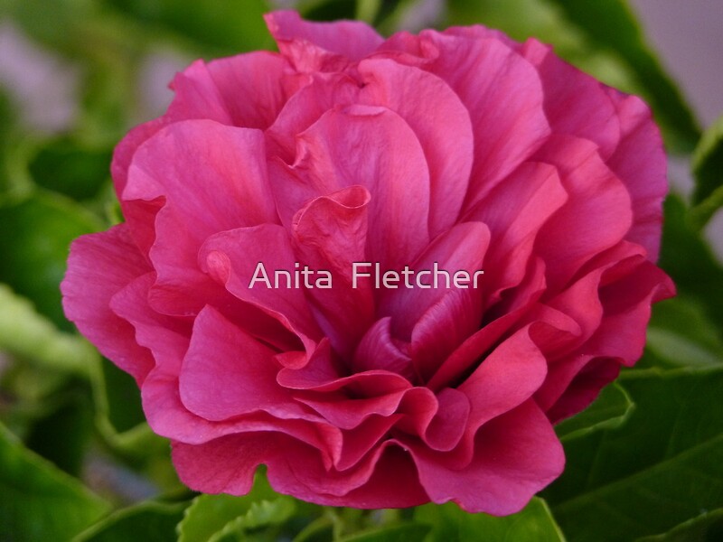 ""Rosette" The Flower of the Hibiscus Plant" by Anita Fletcher | Redbubble