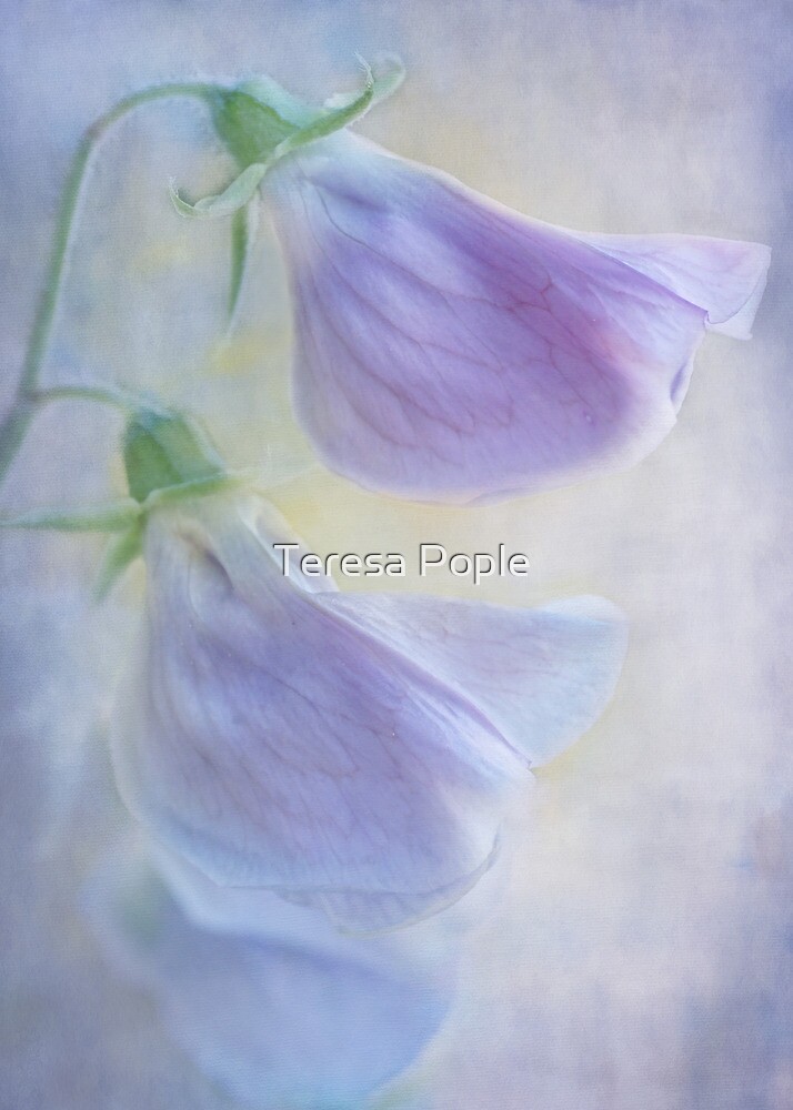 "jaunty" by Teresa Pople | Redbubble