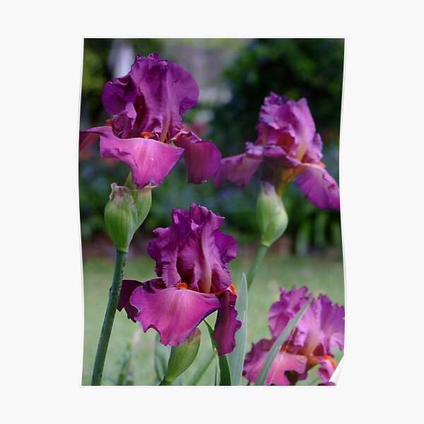 Bearded Lady Posters | Redbubble