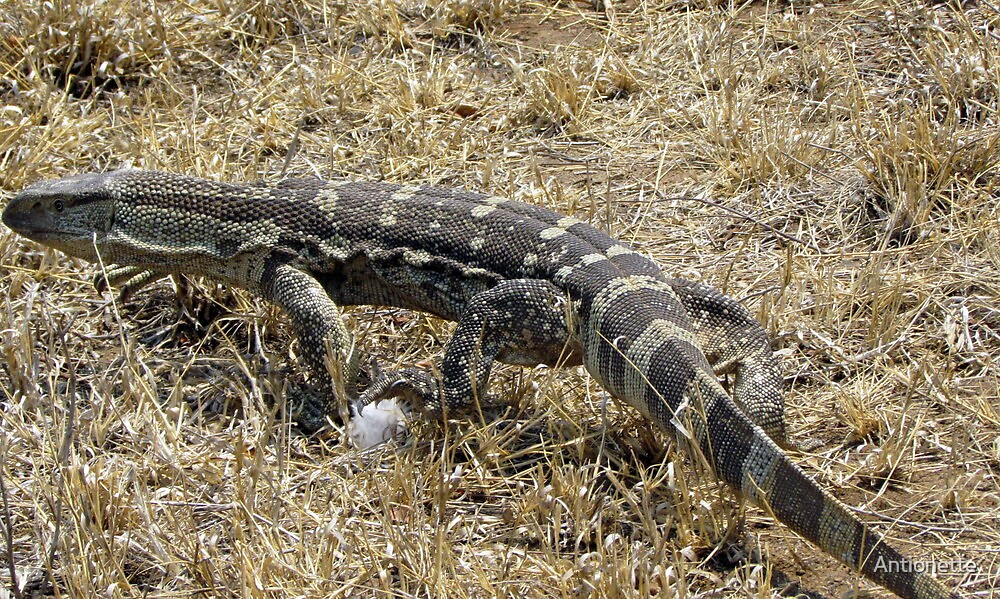 "Leguan / Likkewaan" by Antionette | Redbubble