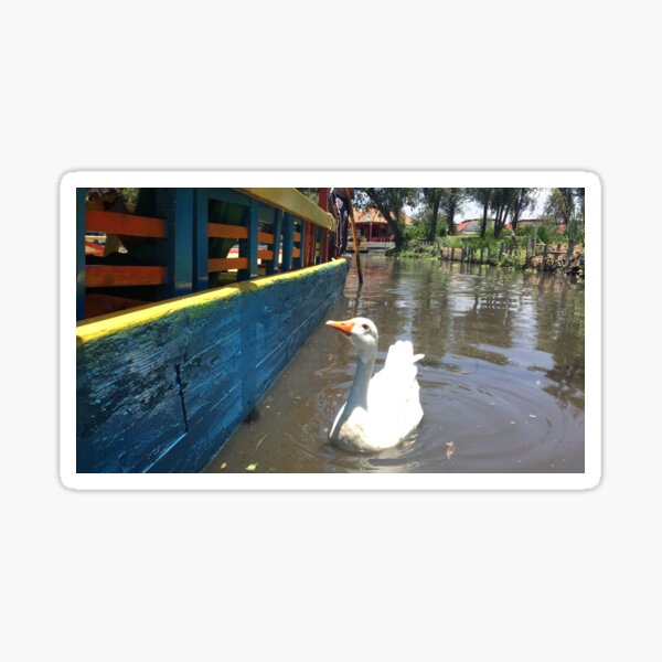 "Pato" Sticker by matthewstachura | Redbubble