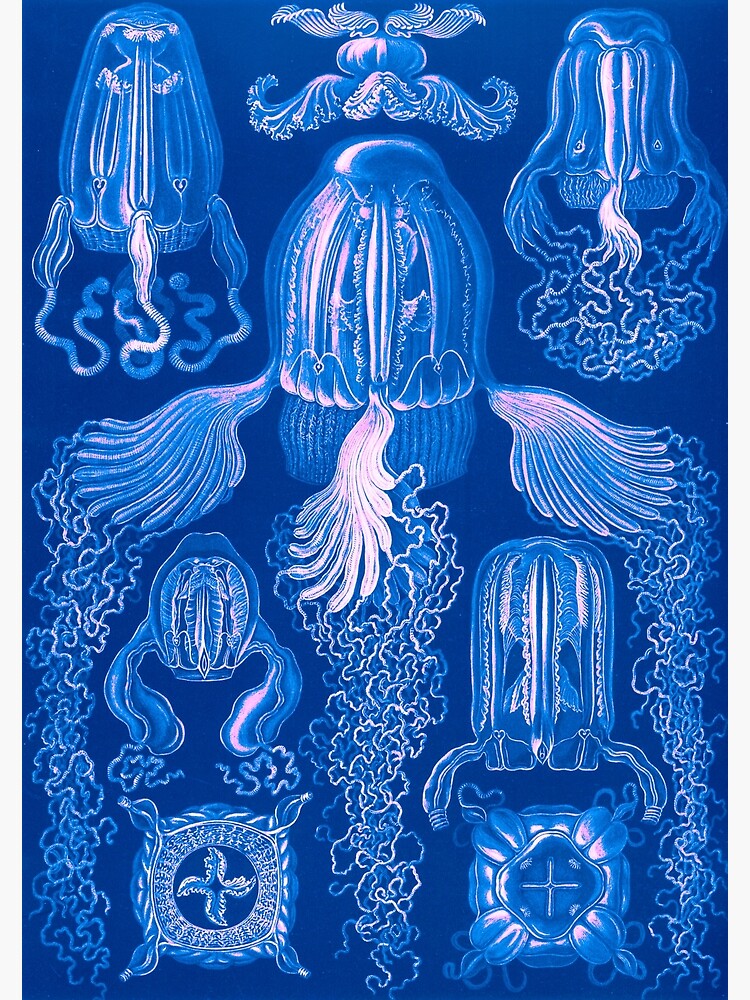 Póster «Cobumedusae - Medusa Cubo - Ernst Haeckel, Arte Formas de la ...