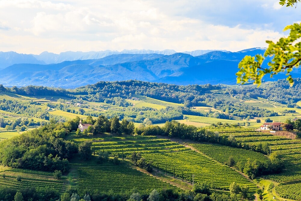 "The beautiful vineyard of Collio, Friuli Venezia-Giulia, Italy" by ...
