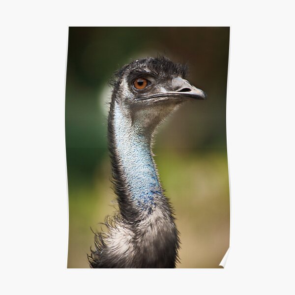 Emu Face Posters | Redbubble