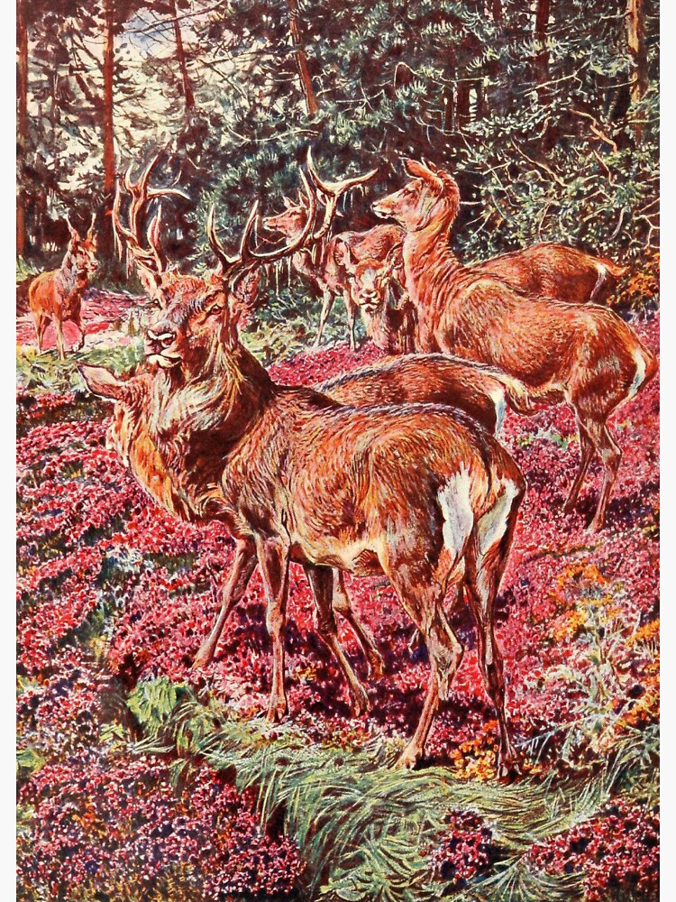 "5 x 7 Vintage Forest Animal Illustrations-Deer (1 of 6)" Sticker for ...