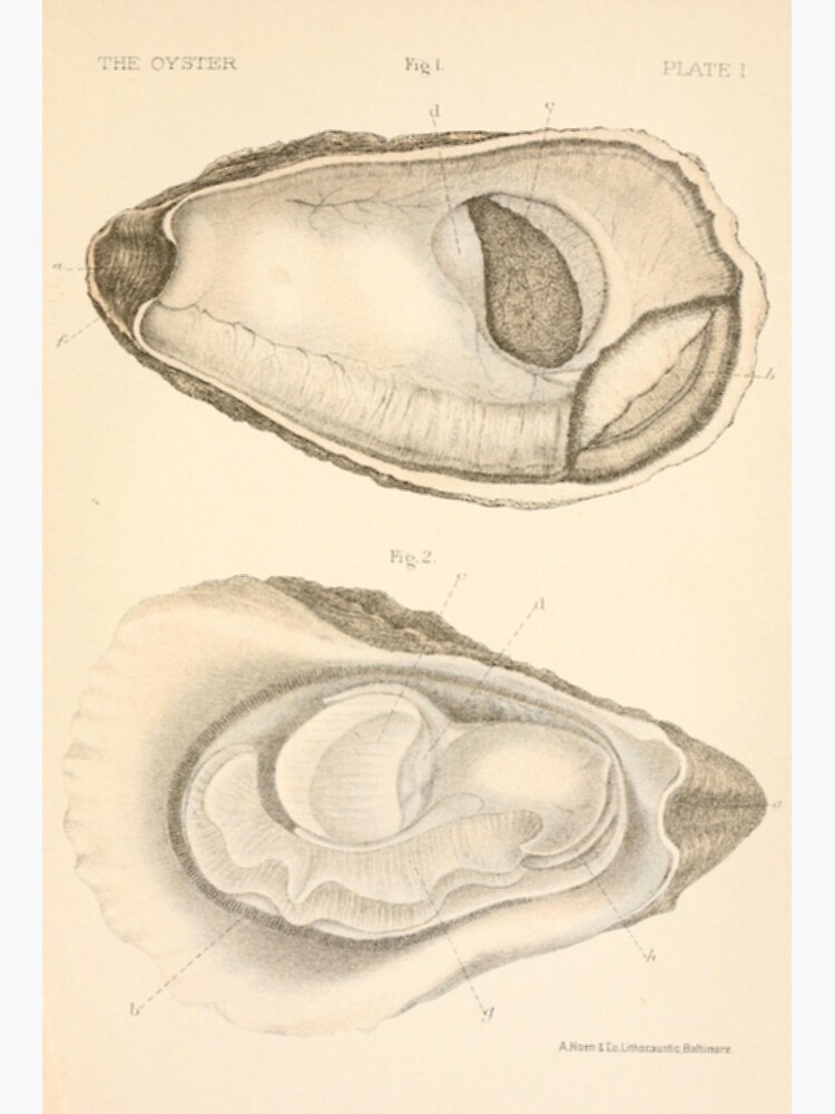 "Oyster Anatomy" Poster for Sale by bluespecsstudio | Redbubble