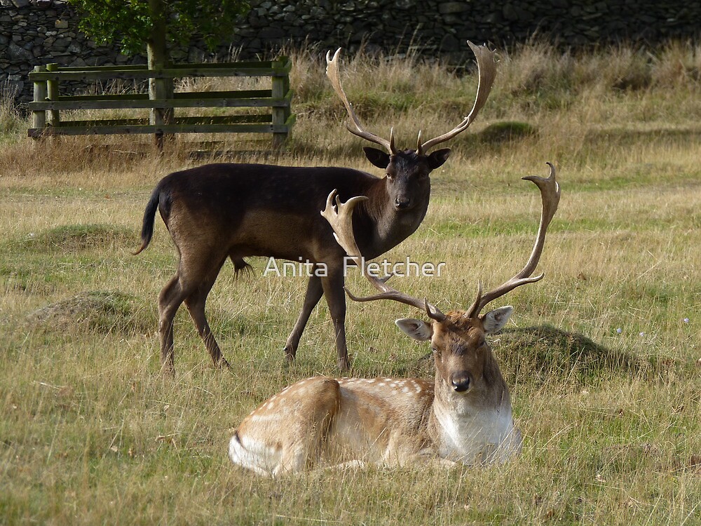 ""Red & Fallow Deer" Bradgate Park, Leicestershire" by Anita Fletcher ...