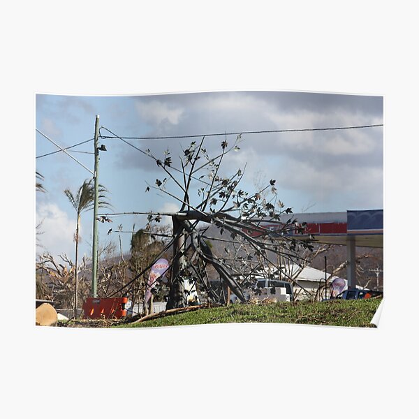 "Flame Tree bent by winds from Cyclone Yasi - Cardwell Foreshore, North ...