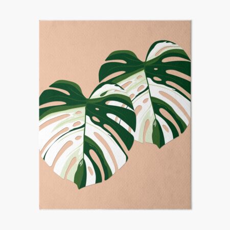 "Monstera Deliciosa Variegata - illustration" Art Board Print by ...