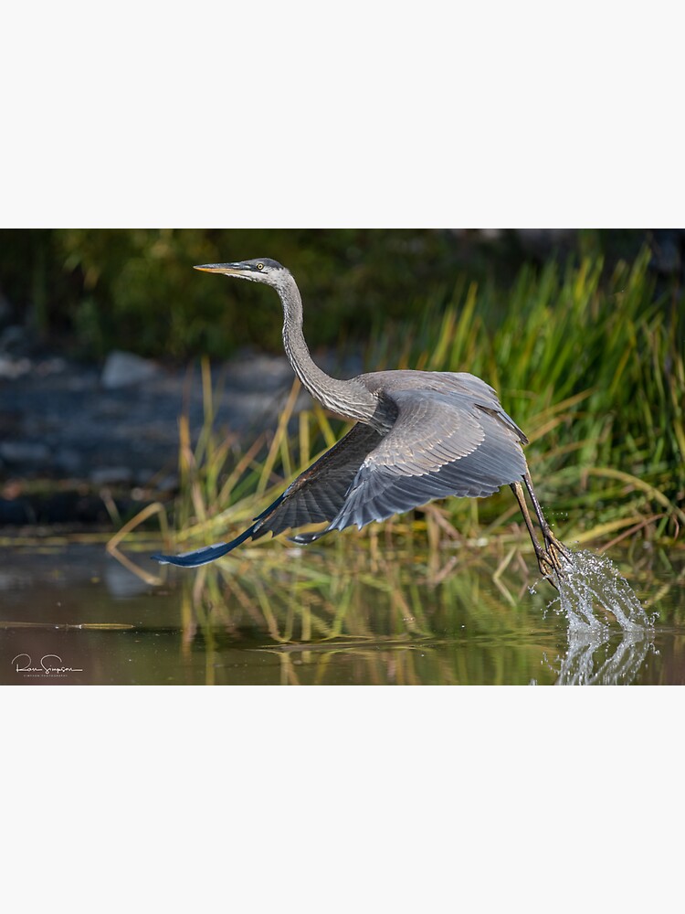"Great Blue Heron take off." Sticker for Sale by Simpsonwildlife ...