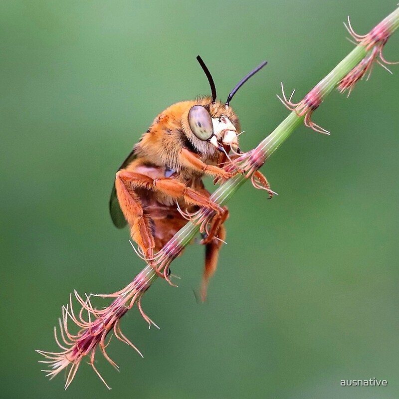 "Amegilla bombiformis commonly known as the Teddy Bear Bee " by ...