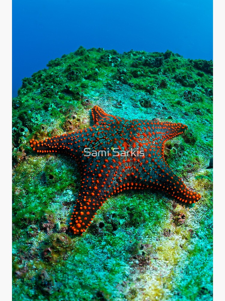 "Panamic Cushion Star (Pentaceraster cumingi) on rock, underwater view ...