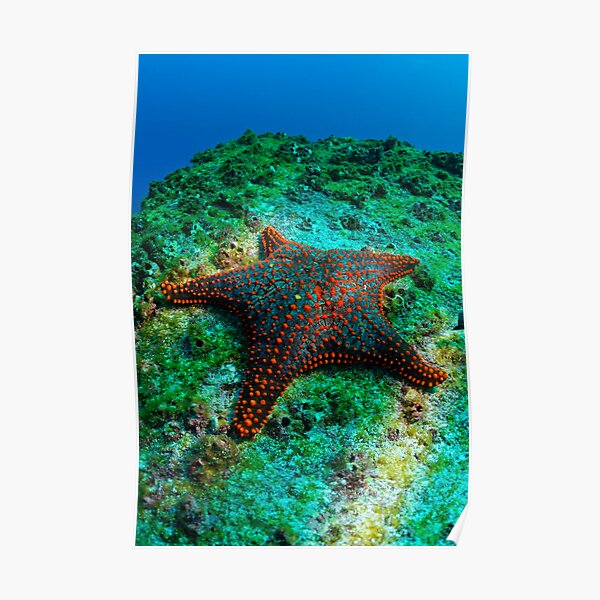 "Panamic Cushion Star (Pentaceraster cumingi) on rock, underwater view ...