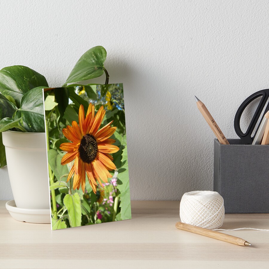 "Rust-colored Sunflower" Art Board Print by gurineb | Redbubble