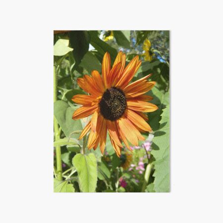 "Rust-colored Sunflower" Art Board Print by gurineb | Redbubble