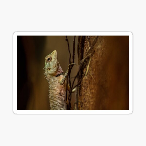 "Lizard" Sticker for Sale by mikeyg2000 | Redbubble
