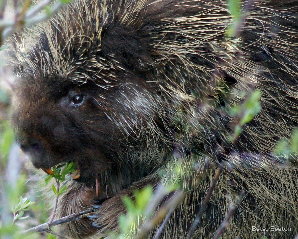 "Porcupine Eating" by Betsy Seeton | Redbubble