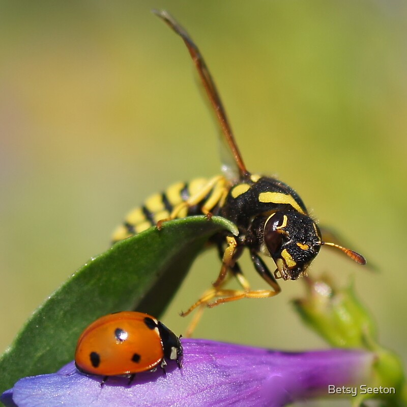 "Ladybug and a Paper Wasp" by Betsy Seeton | Redbubble